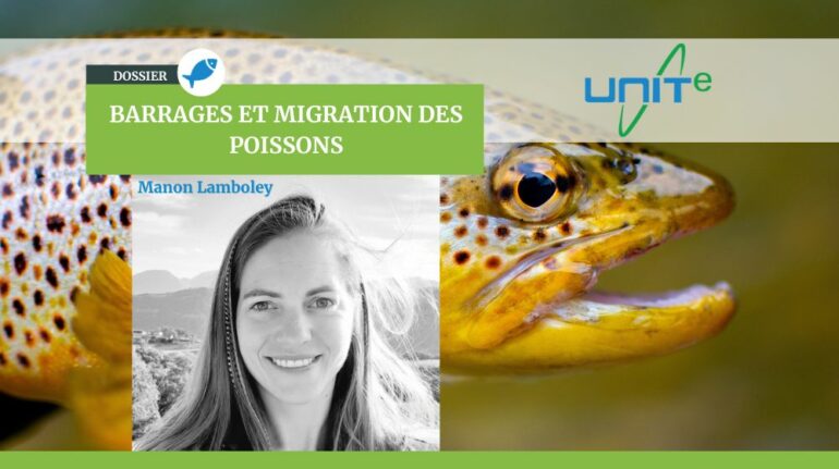 L'impact Des Barrages Sur Les Poissons Migrateurs